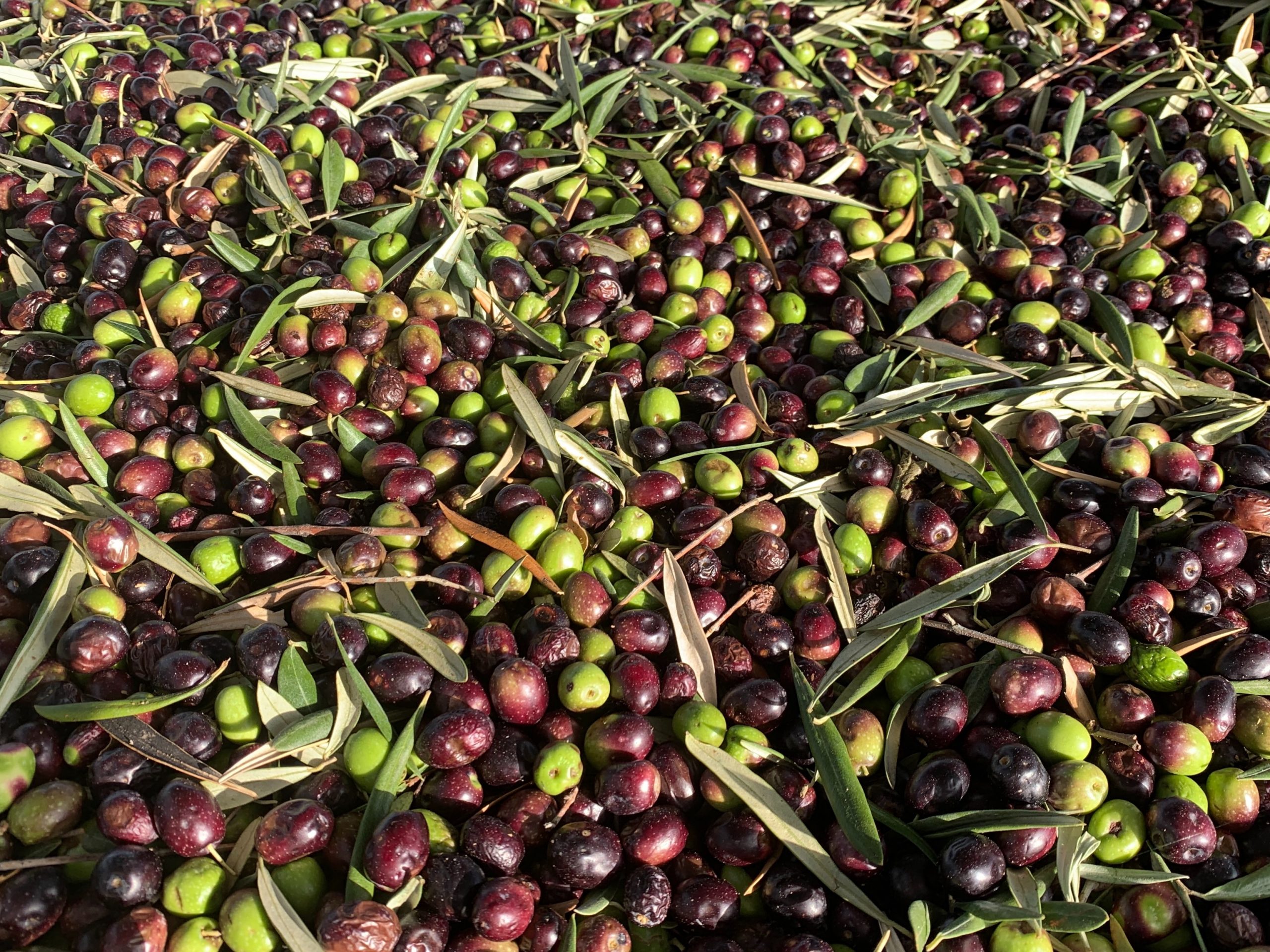 Agolives - leading player in the table olive sector worldwide | Alantra